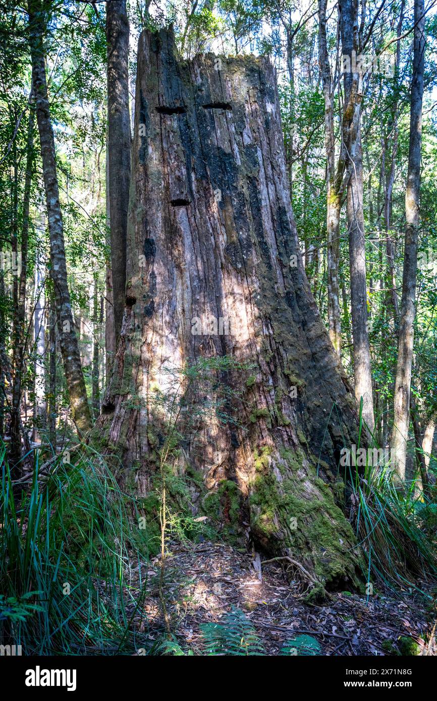 Tree trunk with notches from timer fellers beside walking track to ...