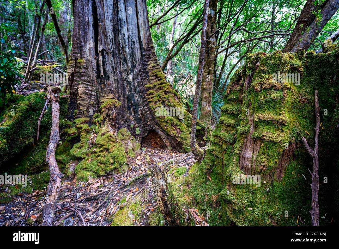 Tree stump covered with moss beside walking track to Mystery Creek Cave ...