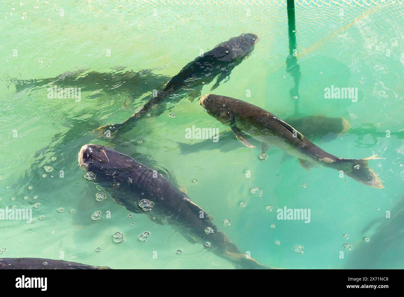 Carp fish swimming together in the pool. Fishing industry Stock Photo ...