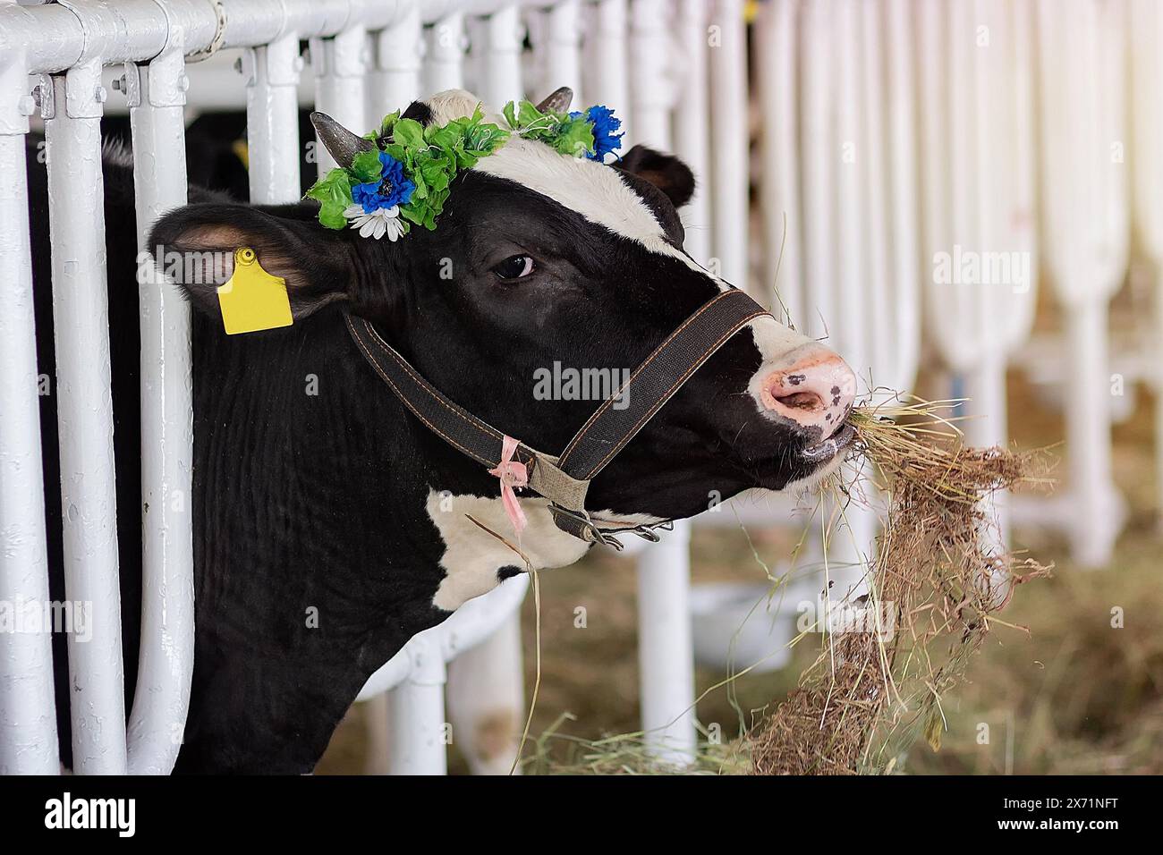 Purebred dairy cow eating forage from feeder in cowfarm. Agriculture ...