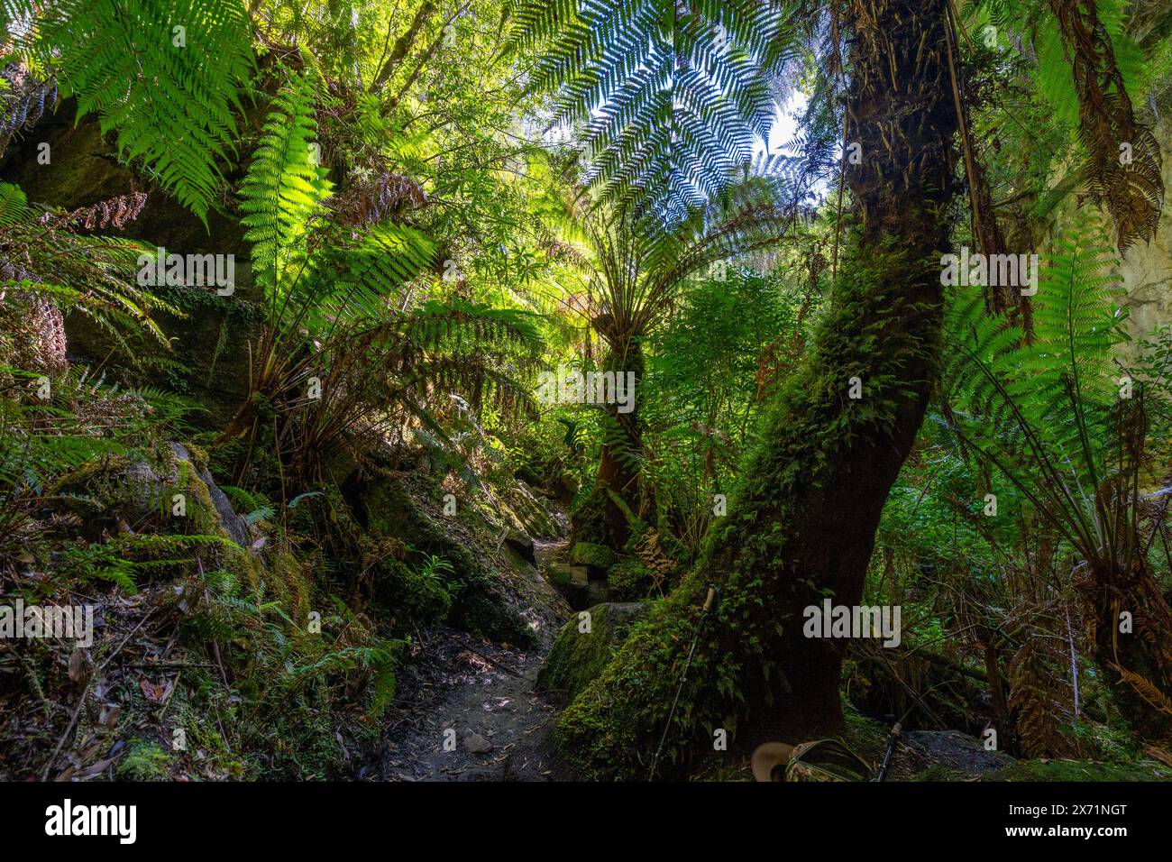 Tasmanian Tree Ferns (Dicksonia antarctica) growing in temperate ...
