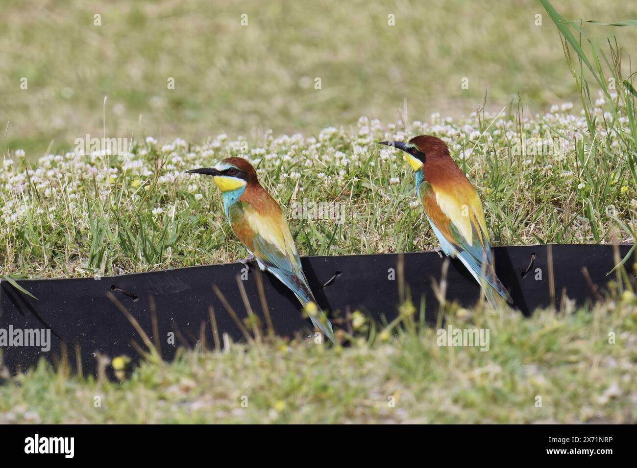 european bee eaters rests on a rubber bulkhead in a meadow, Merops ...