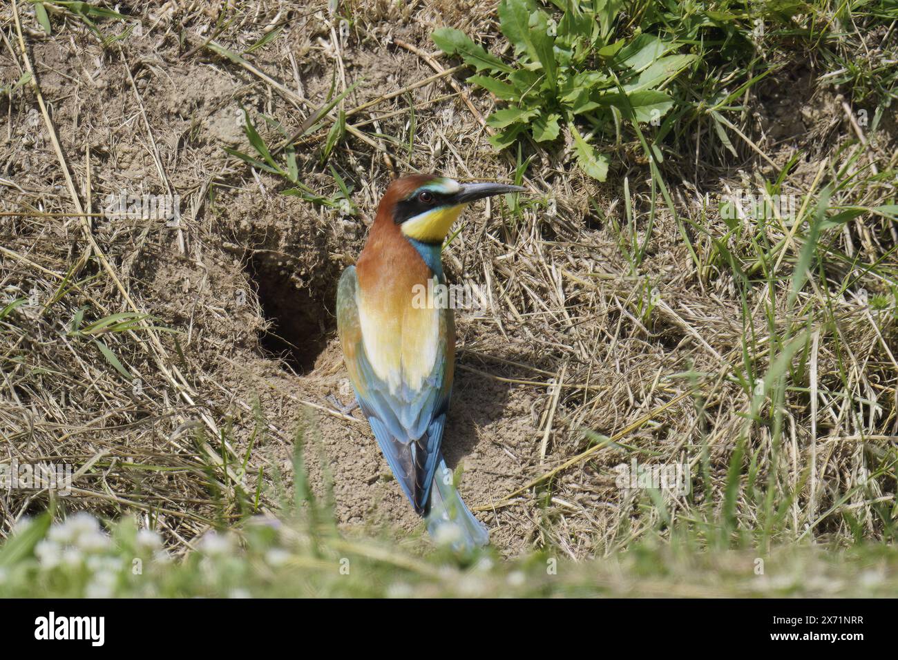 european bee-eater while digging its nest, Merops apiaster; Meropidae ...