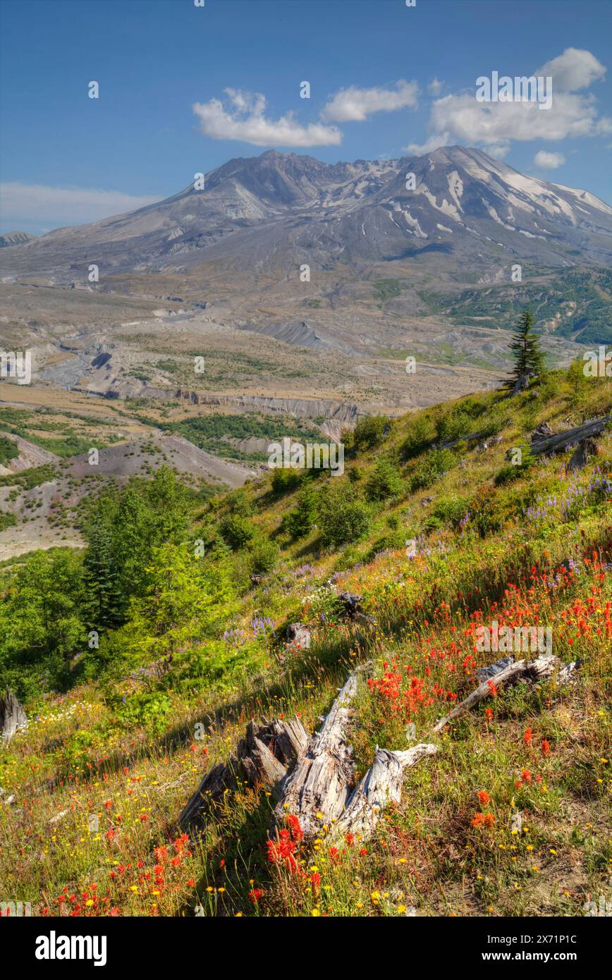Mt St Helens with Wild Flowers, Mt St Helens National Volcanic Monument ...