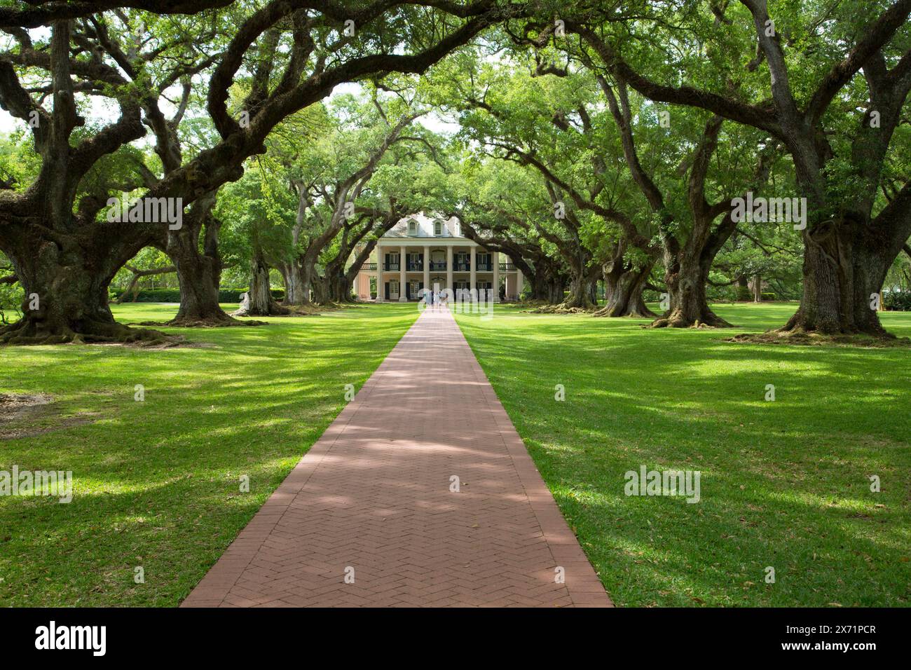 300 Year Old Oak Trees, Oak Alley Plantation, Built 1830s, near St ...