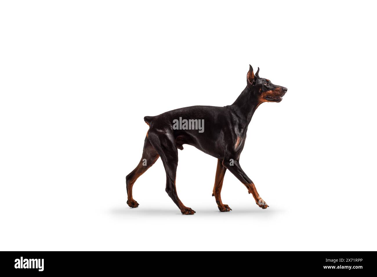 Full length profile shot of a doberman pinscher dog walking isolated on ...