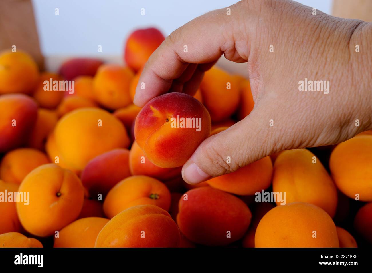 fresh juice fruit, ripe apricots, Prunus armeniaca in female hand ...