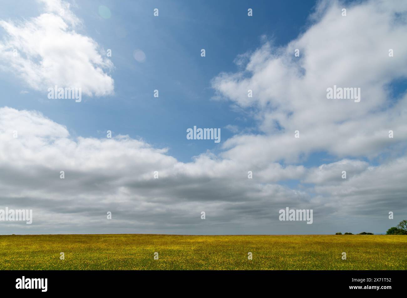 Buttercup meadow in Kent National Landscape with a big bright sky and ...