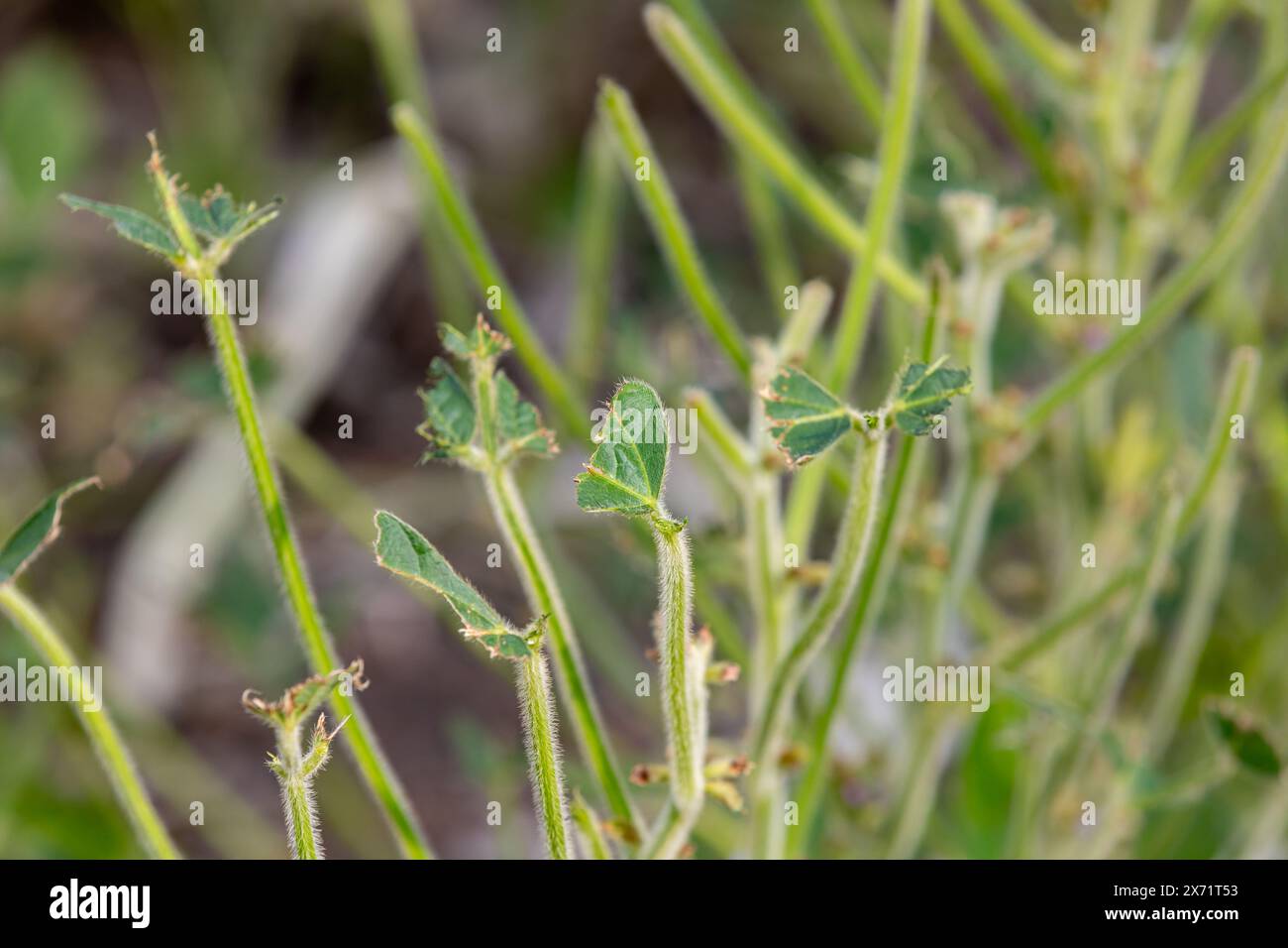 Soybean field with crop damage caused by geese eating leaves. Animal ...
