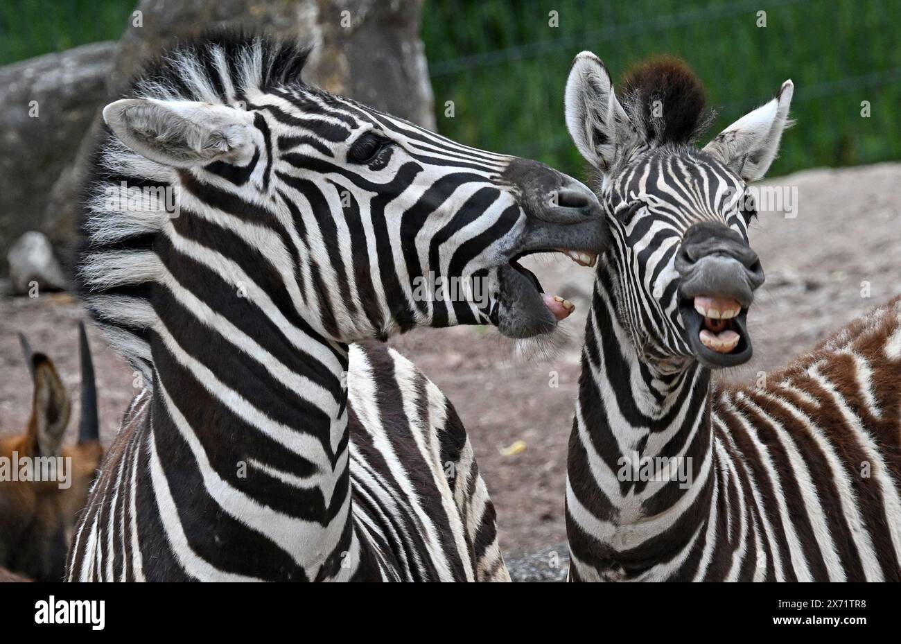 PRODUCTION - 17 May 2024, Thuringia, Erfurt: Zebras romp around in the ...