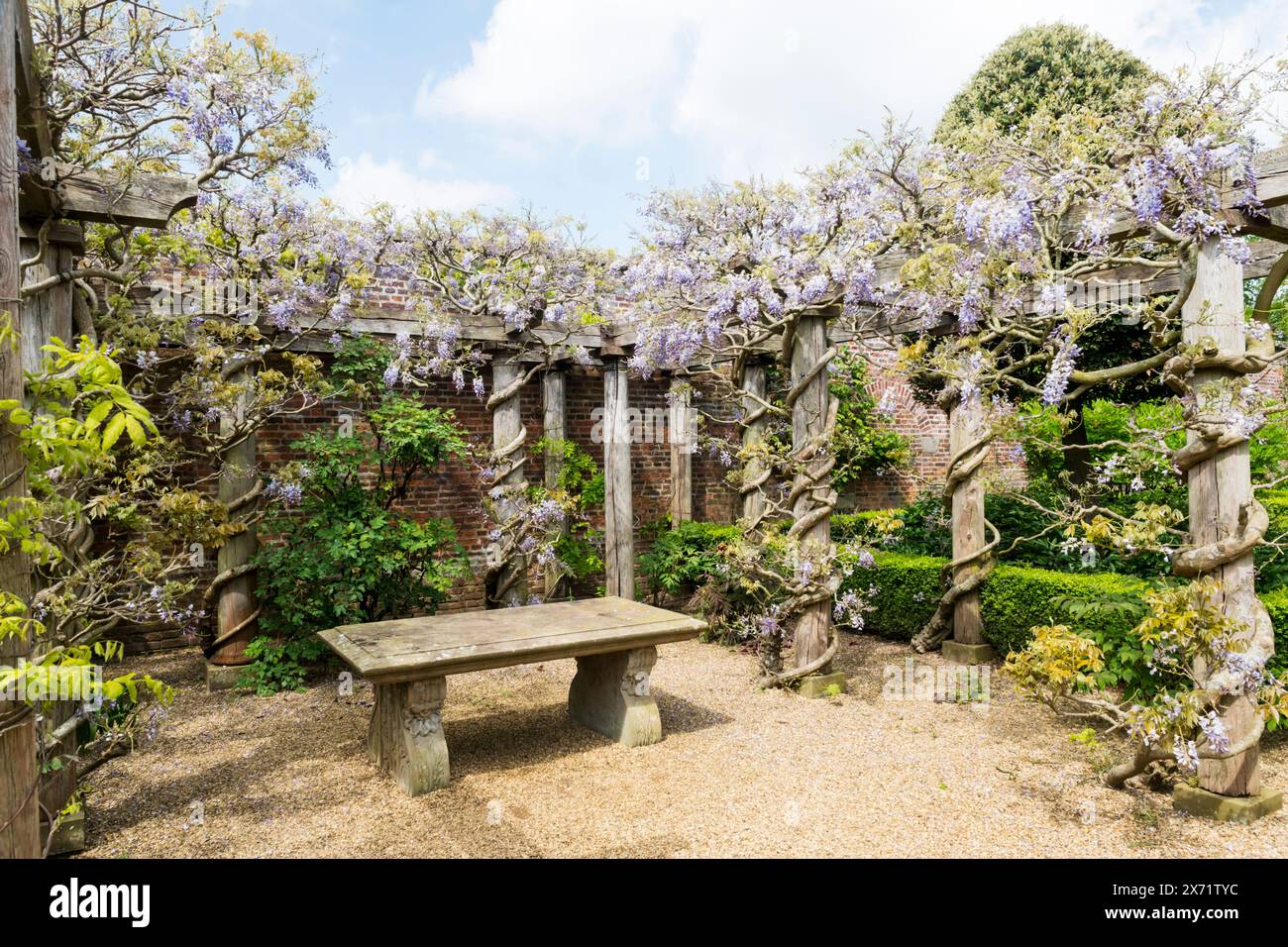 Wisteria climbing over a pergola in the Walled Garden at Houghton Hall ...