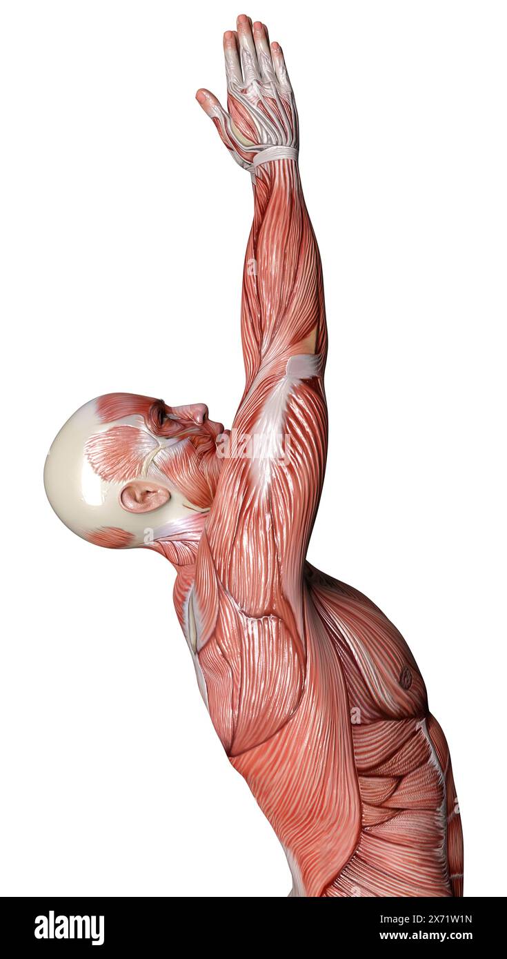 3D rendering of a male figure with muscle maps isolated on white ...