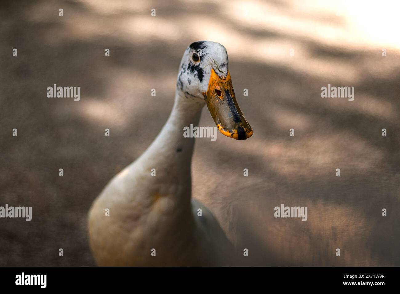 Duck with yellow beak and white fur in nature with sunshine. Duck with ...