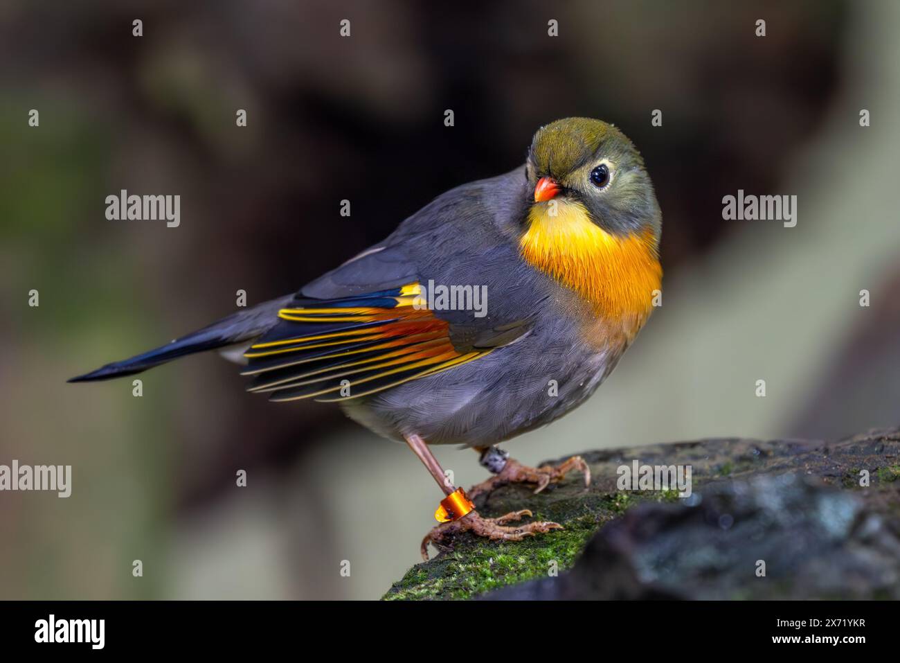 Red-billed Leiothrix - Leiothrix lutea, beautiful colored perching bird ...