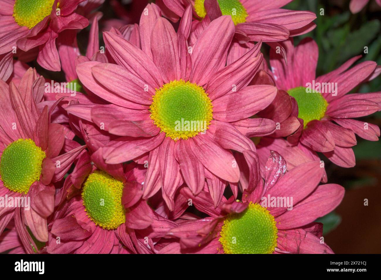Dimorfoteca flowers with purple leaves and yellow and green center ...