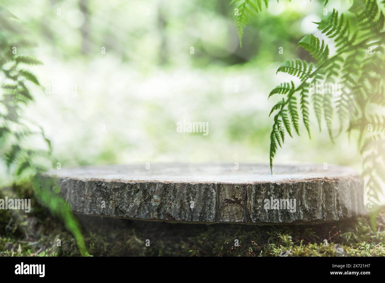 Empty wooden stand stump in moss with fern leaves and white flowers in ...