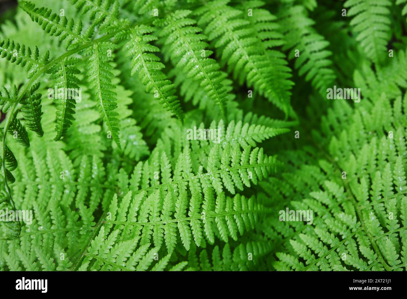 Fern leaf. Closeup nature view of fern leaf background. Flat lay, dark ...