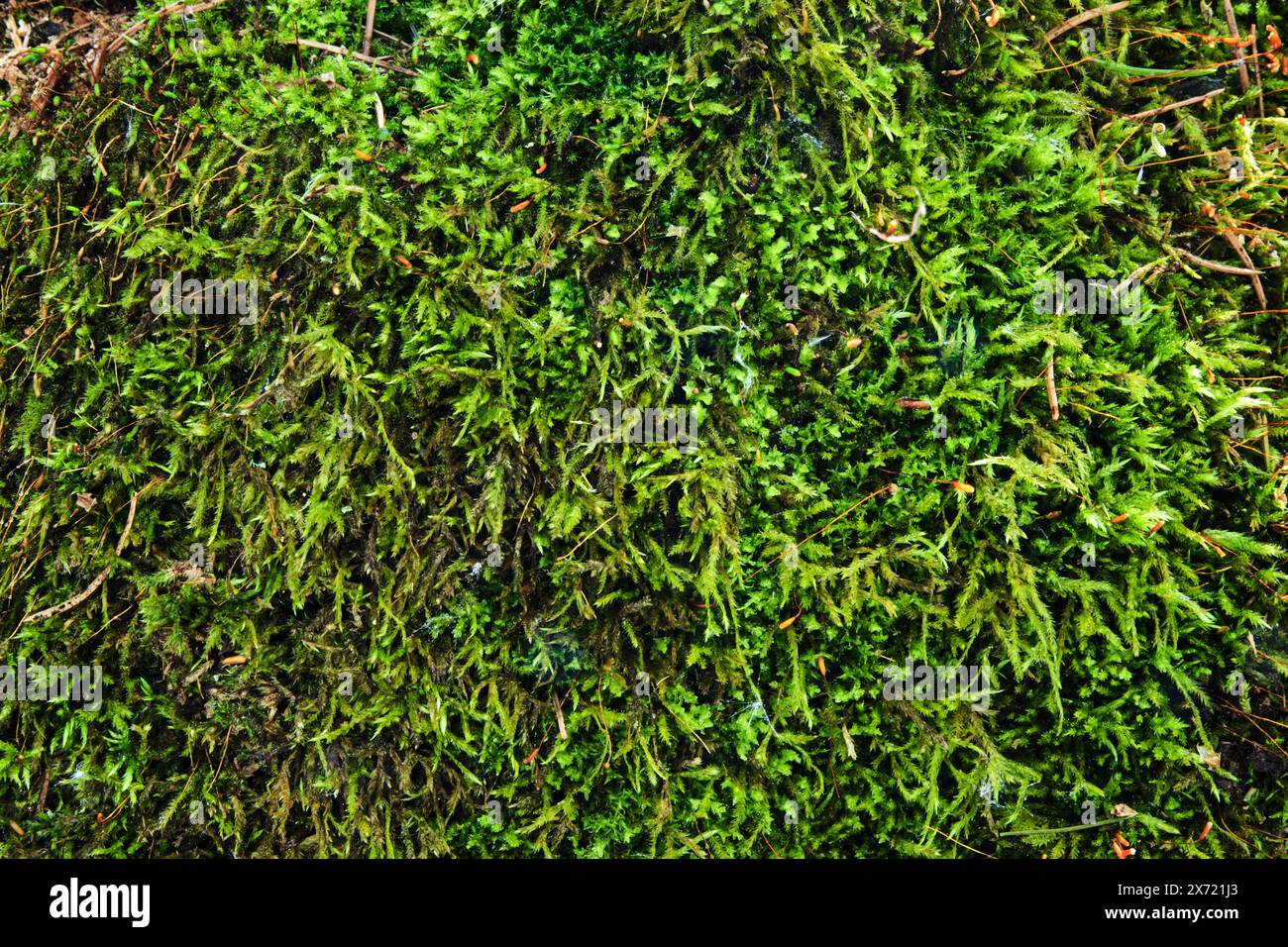 Green moss texture. Moss grows on the bark of tree in natural park ...