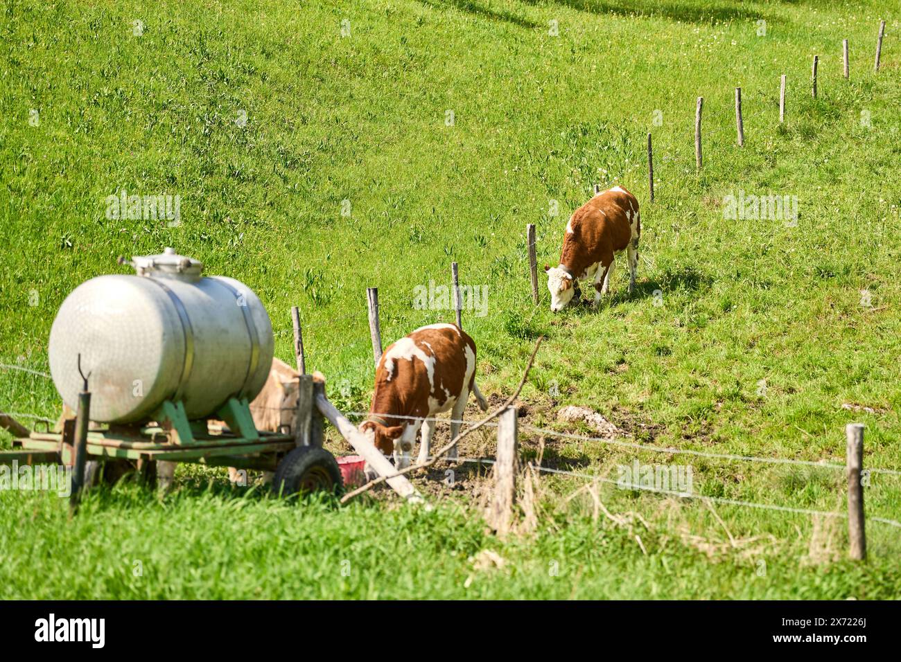 Bavaria, Germany - 11 May 2024: Livestock farming in agriculture. Cows ...