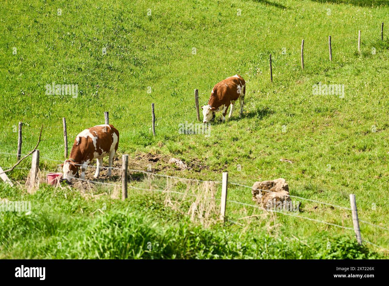 Bavaria, Germany - 11 May 2024: Livestock farming in agriculture. Cows ...