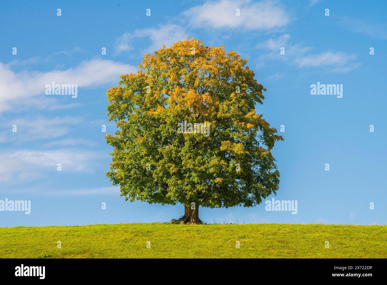 Eine Ahorn im Herbst Ein Ahornbaum steht als Einzelbaum auf einer Wiese ...