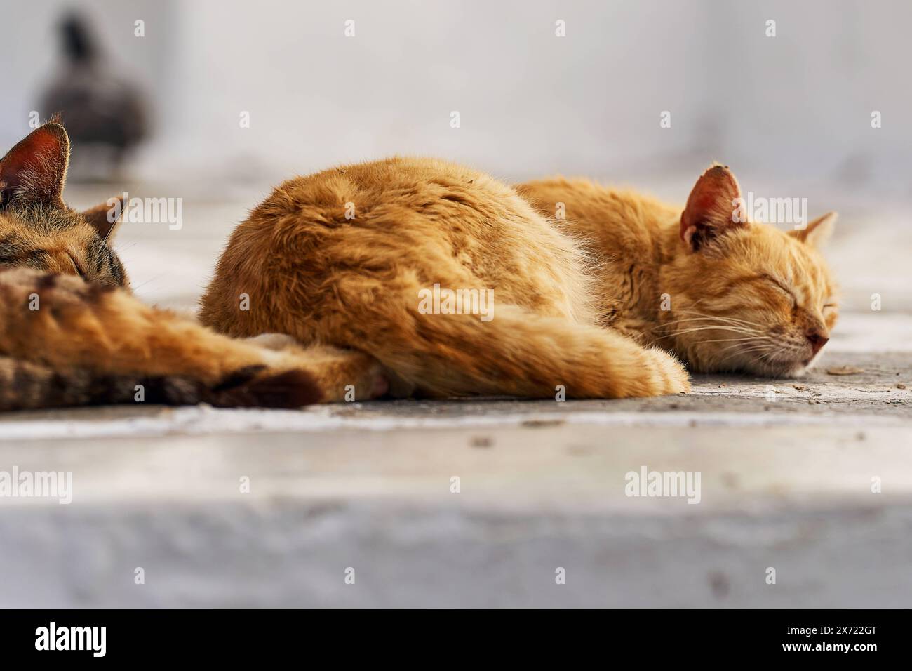 Mykonos, Greece - 7 May 2024: Street cats sleeping in the midday sun on ...