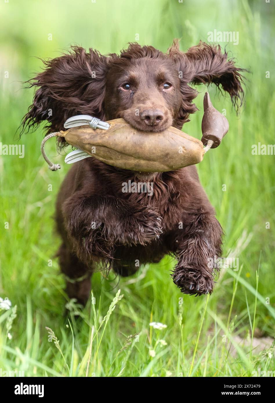 Vixen the six-year-old Cocker Spaniel gun dog, from Jixenwell Gundogs ...