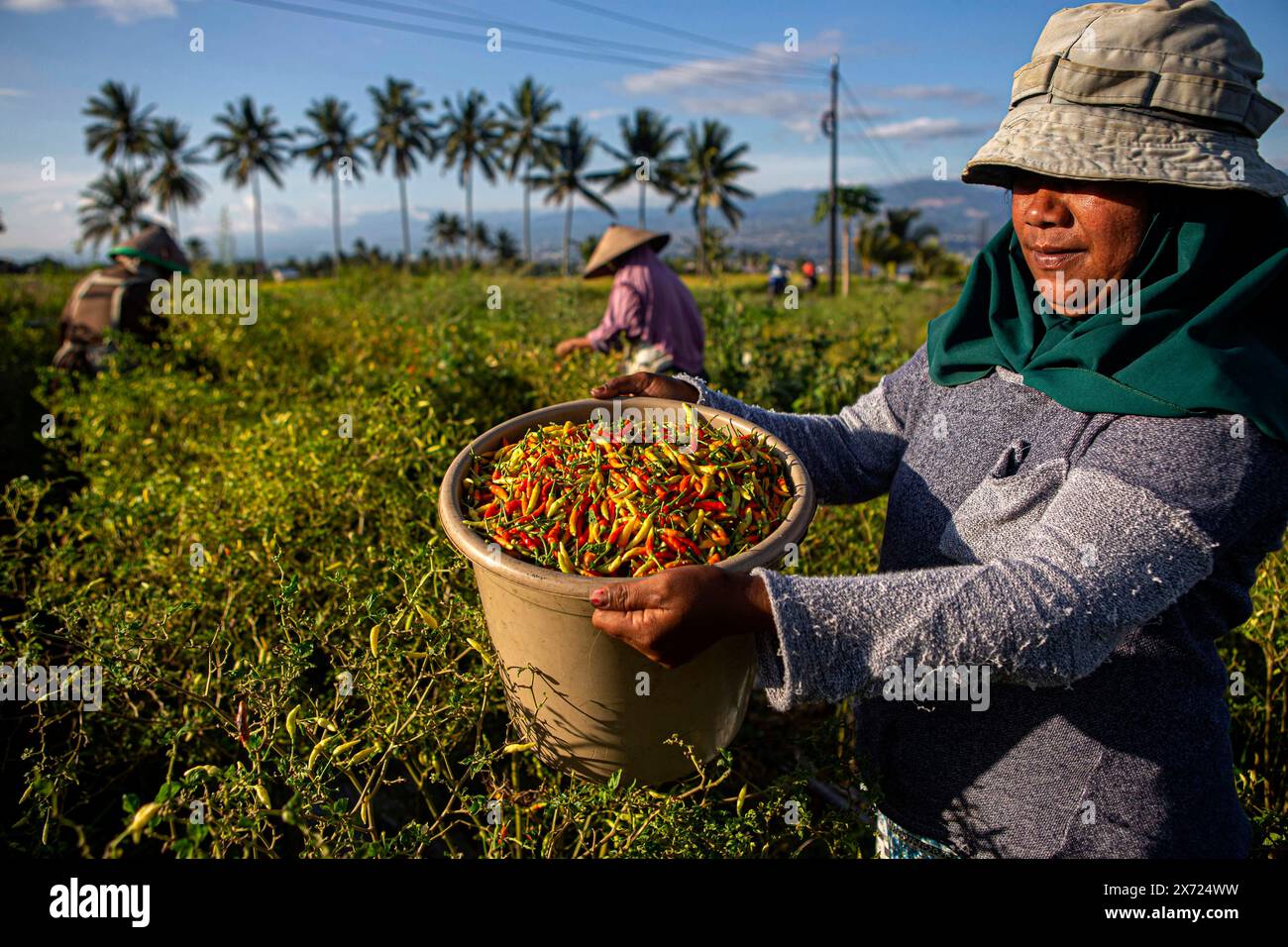 Central Sulawesi, Indonesia. 17th May, 2024. A farmer holds a bucket of ...
