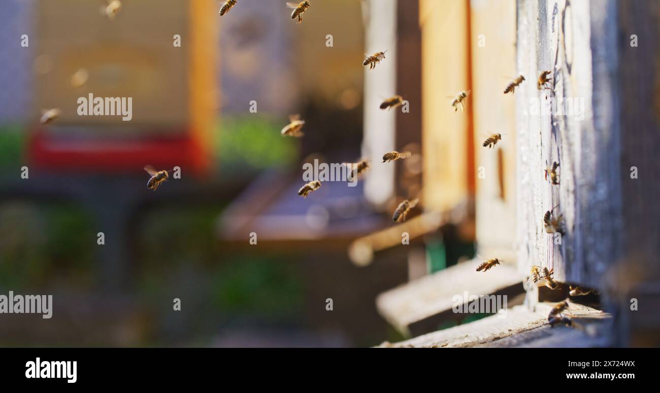 Bees in comb producing hi-res stock photography and images - Alamy