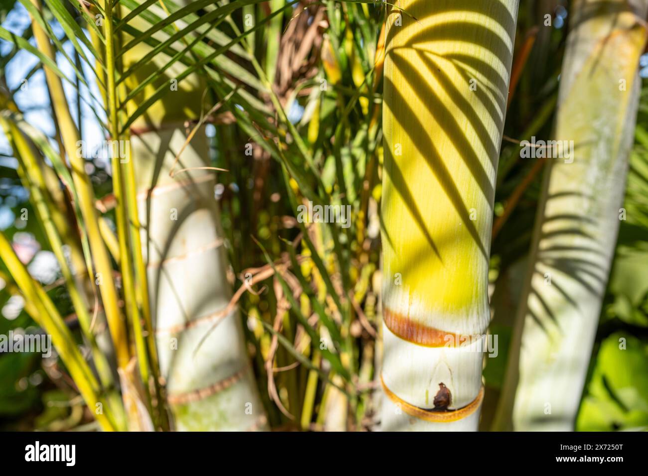 Close-Up View Of Vibrant Green Palm Fronds, With Sunlight Filtering ...