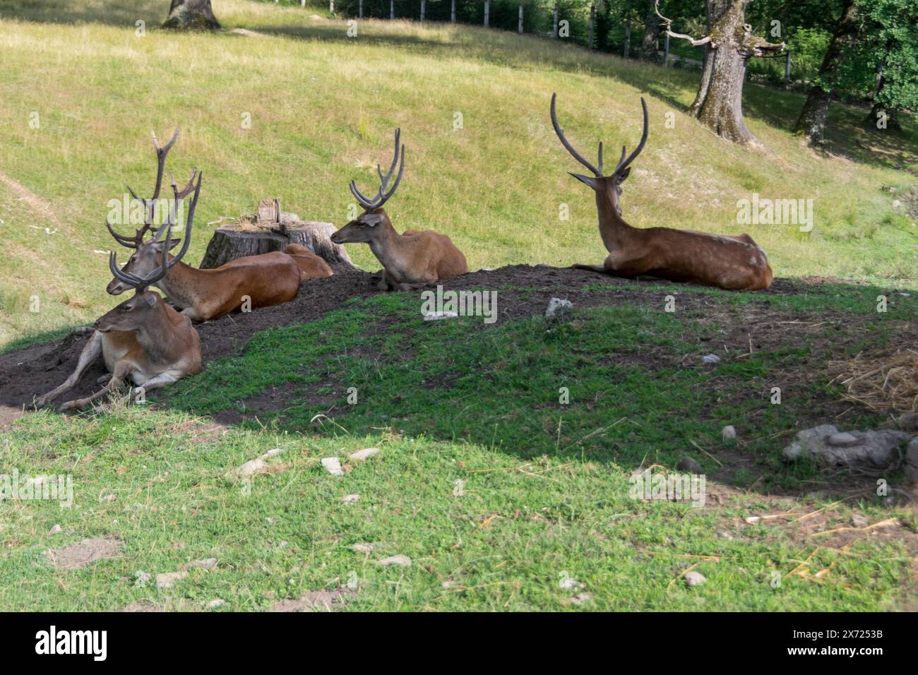 Serene scene deer family hi-res stock photography and images - Alamy