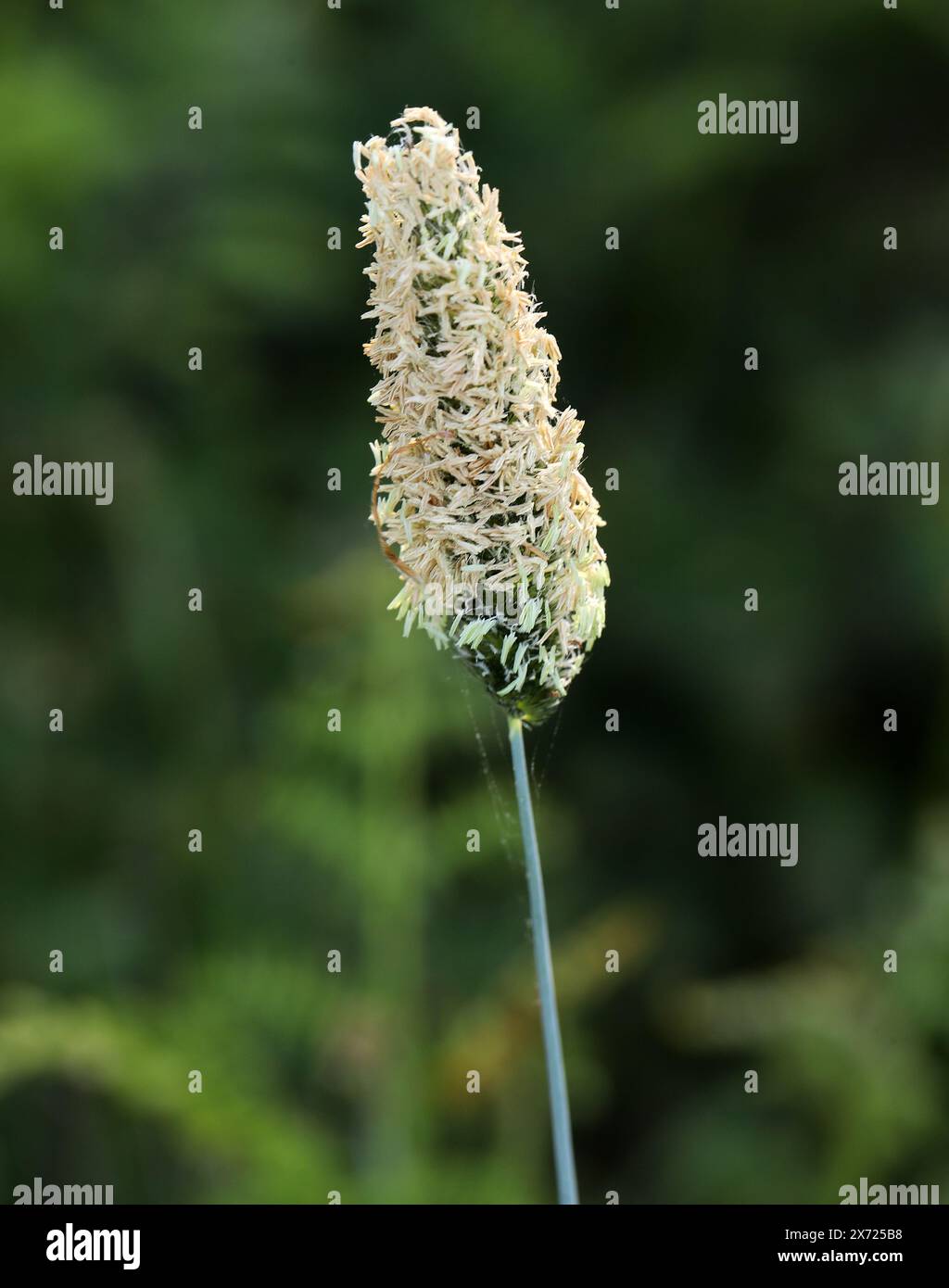 Timothy, Timothy-grass, Meadow Cat's-tail or Common Cat's Tail, Phleum ...