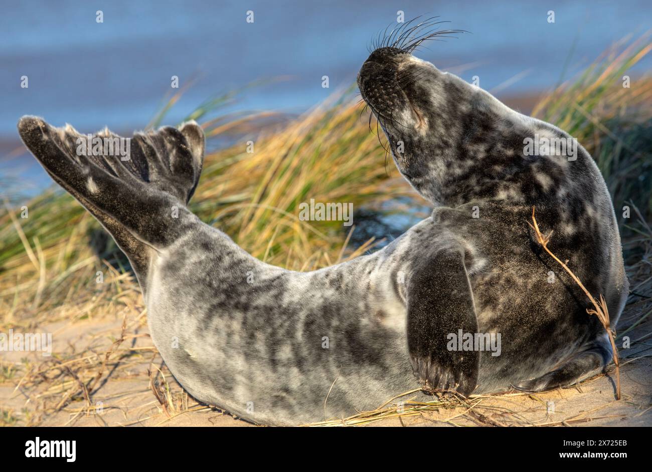 A Seal pup stretching in the sun on the beach in Horsey, North Norfolk ...