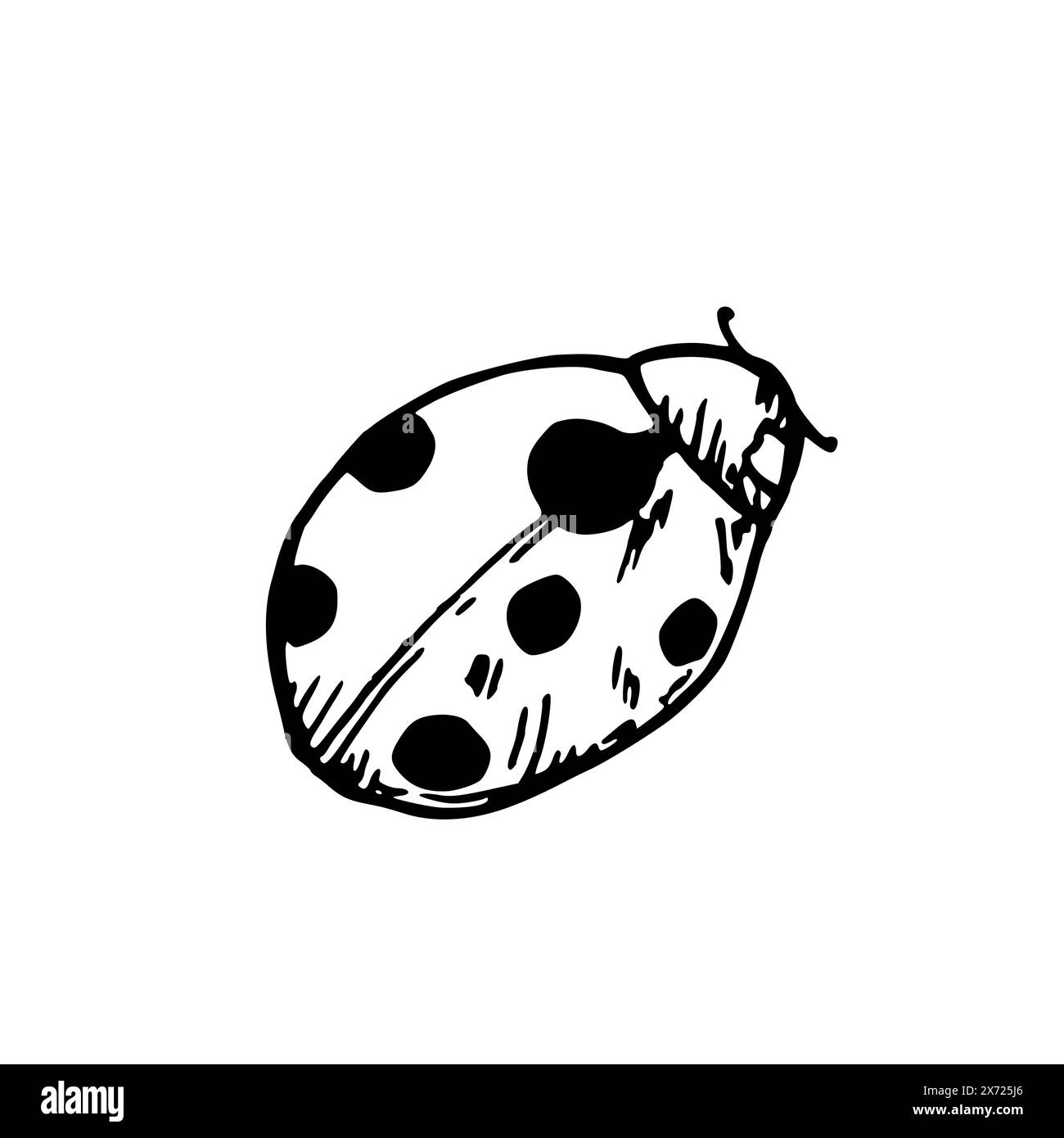Vector cute ladybug or ladybird. Hand painted linear insects. Graphic clipart isolated on ...