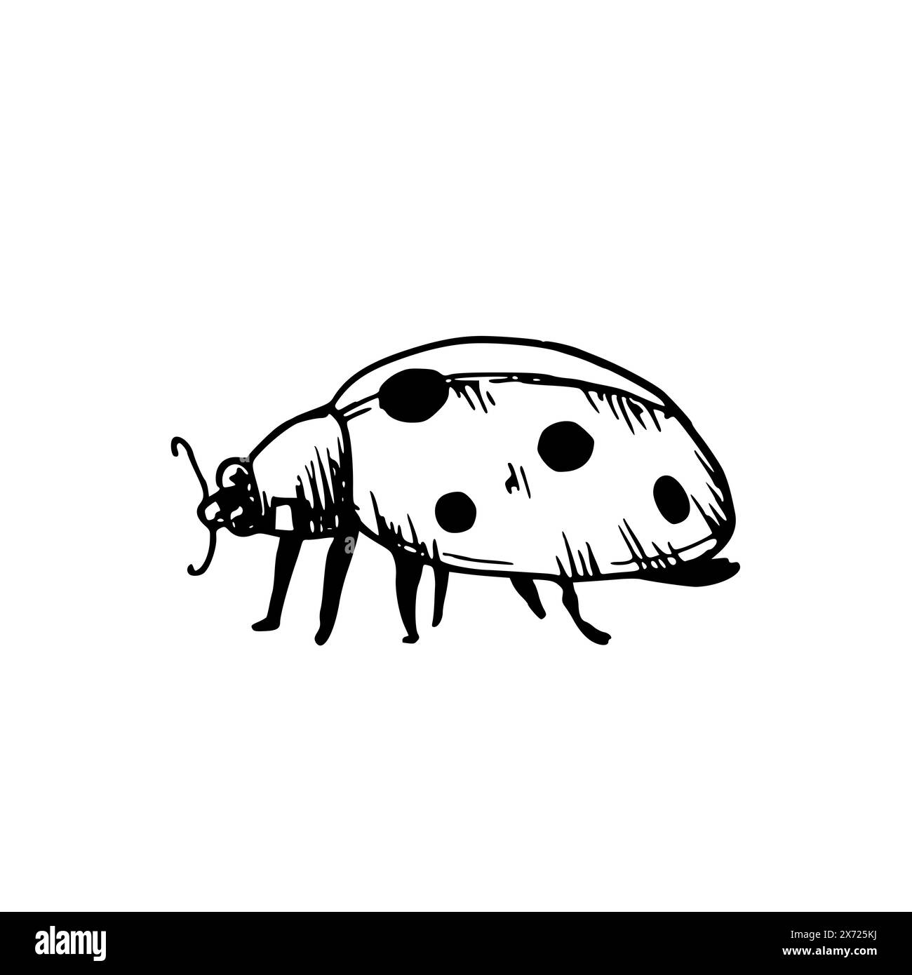 Vector cute ladybug or ladybird. Hand painted linear insects. Graphic clipart isolated on ...