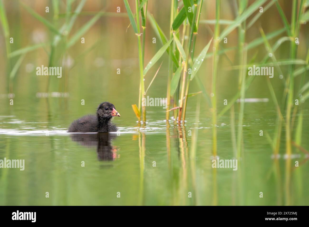 common moorhen chick, Gallinula chloropus Stock Photo - Alamy