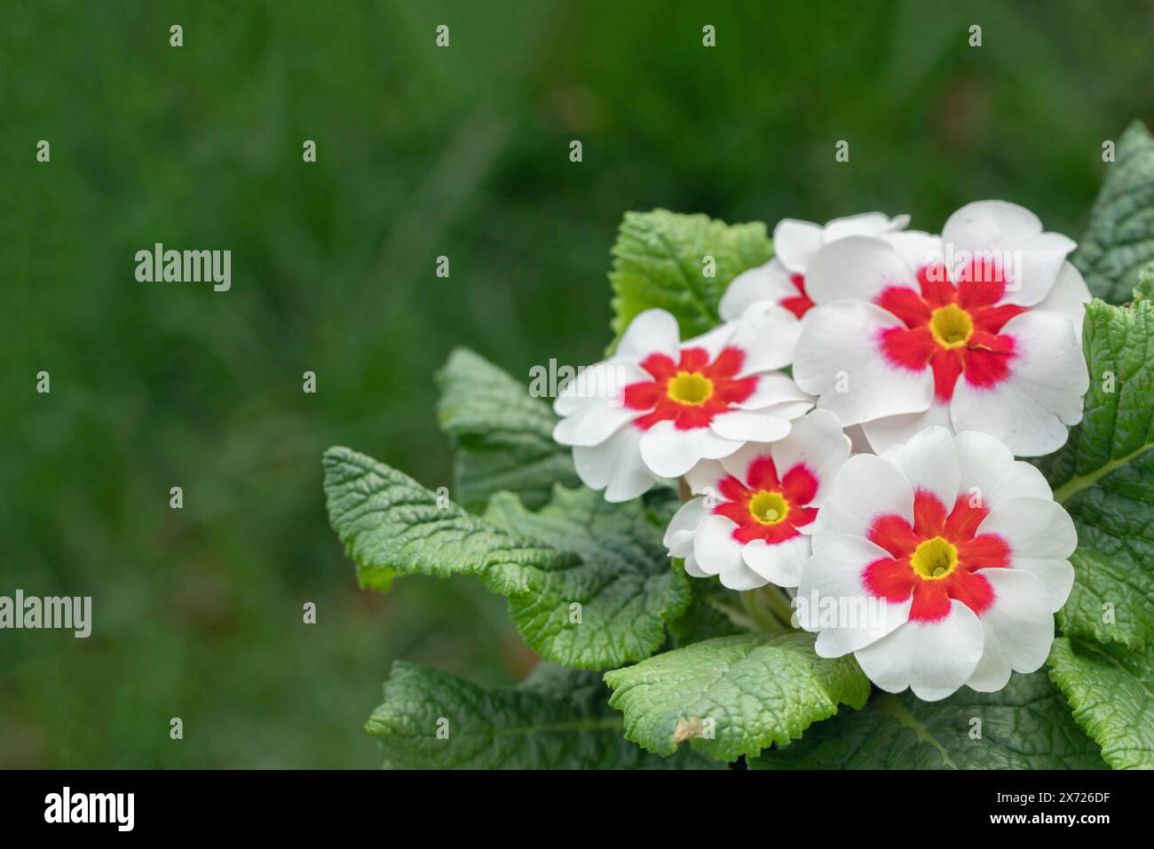 Primrose red hi-res stock photography and images - Alamy