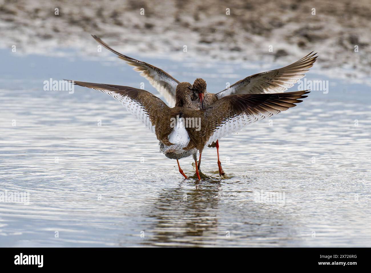 Pair of Redshanks-Tringa totanus display courtship Stock Photo - Alamy