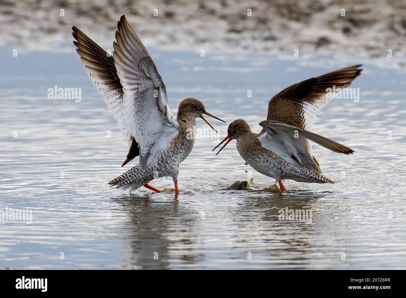 Pair of redshanks hi-res stock photography and images - Alamy