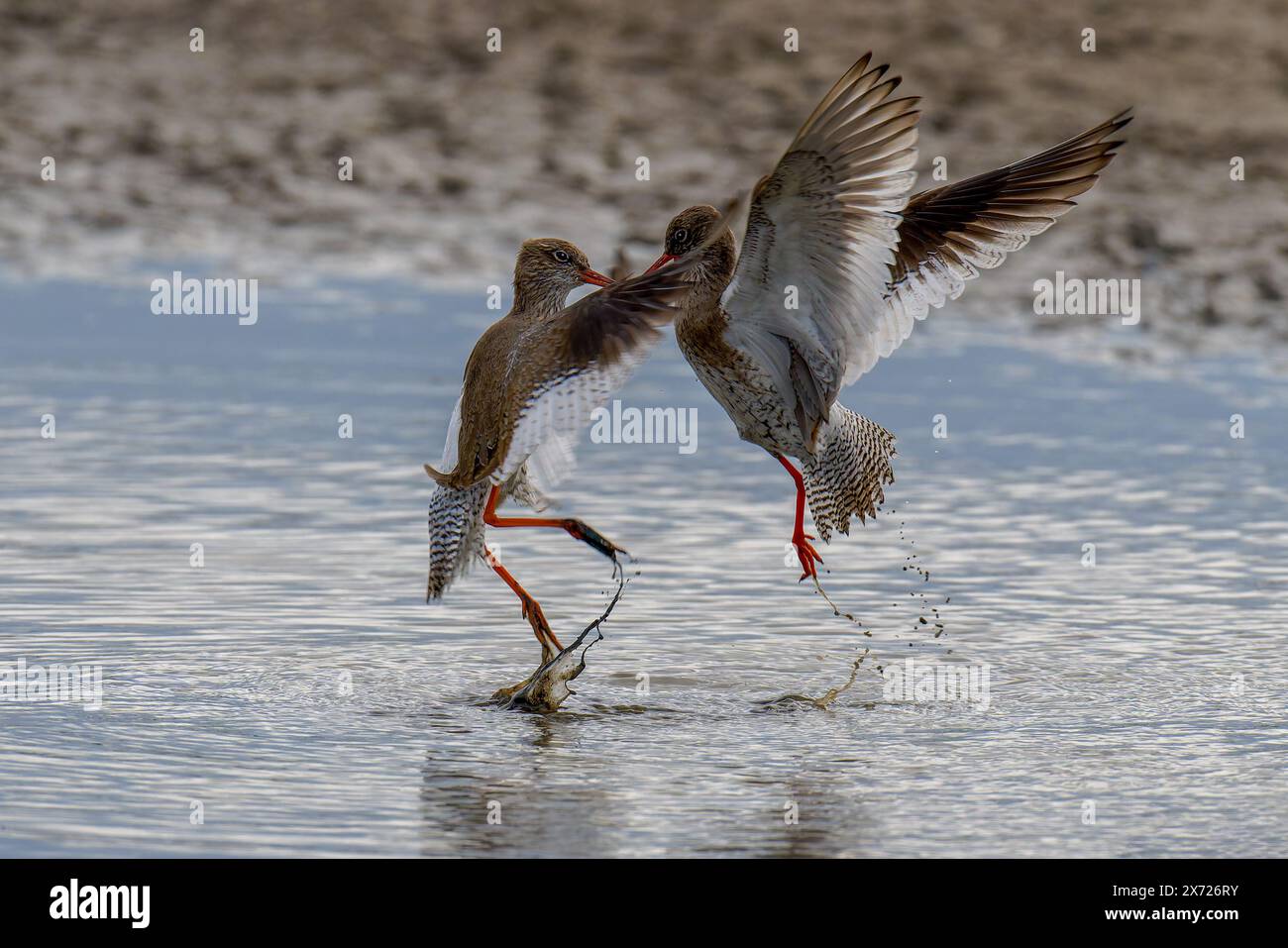 Pair of redshanks hi-res stock photography and images - Alamy
