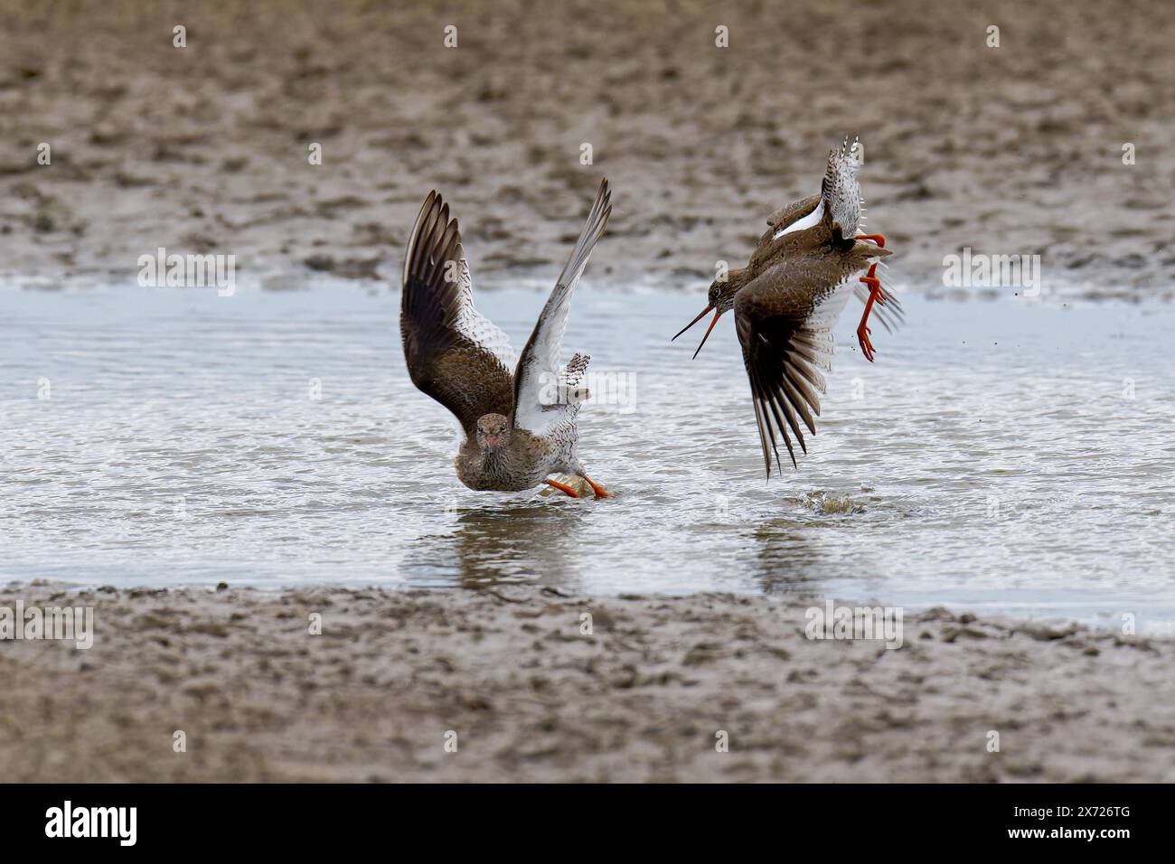 Pair of redshanks hi-res stock photography and images - Alamy