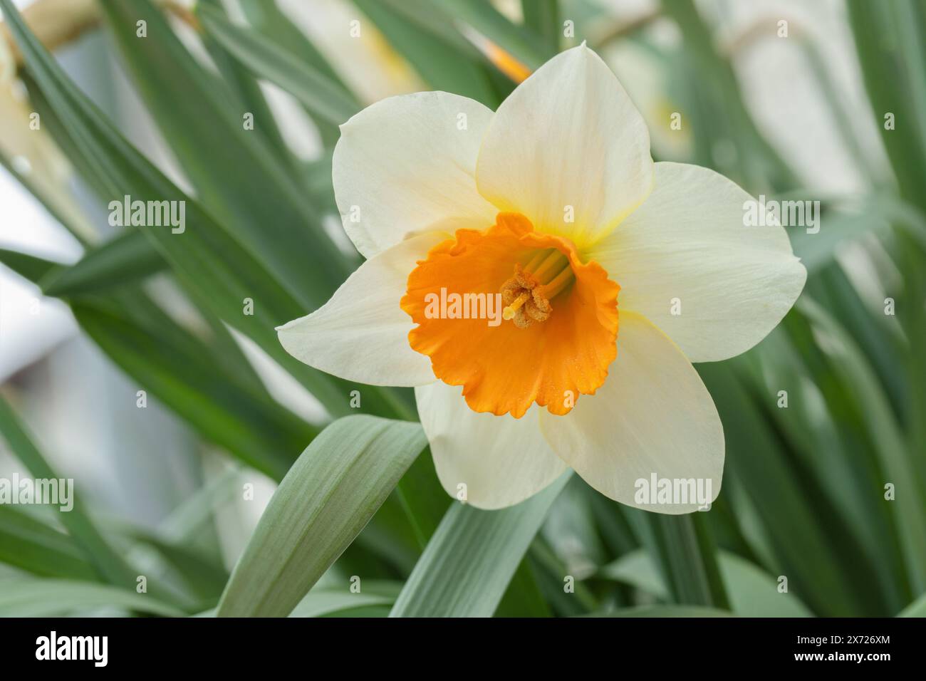 Closeup of a large-cupped daffodil with white petals and orange center ...