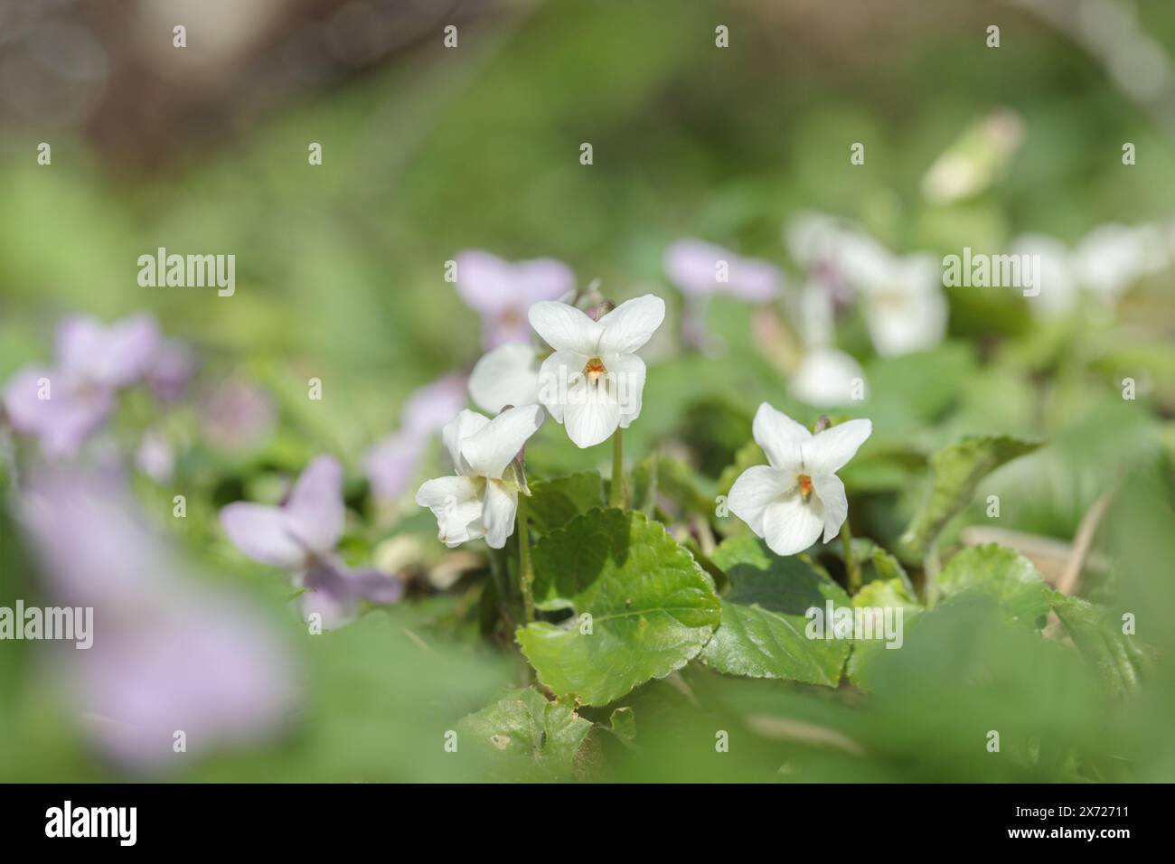 White blooming violets (Viola odorata Stock Photo - Alamy