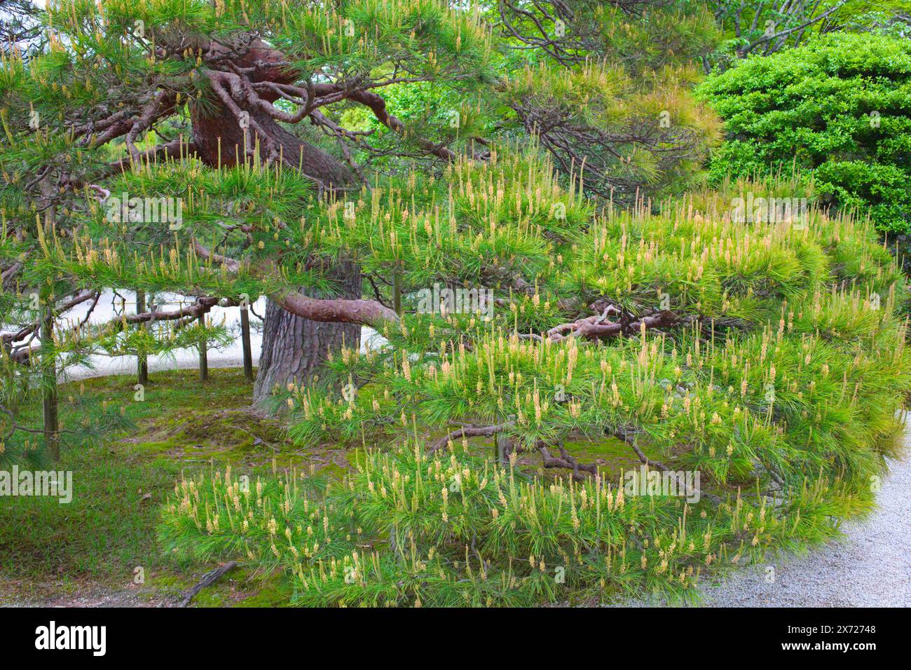 Japan, Kyoto, Imperial Palace, Sento Palace, garden Stock Photo - Alamy