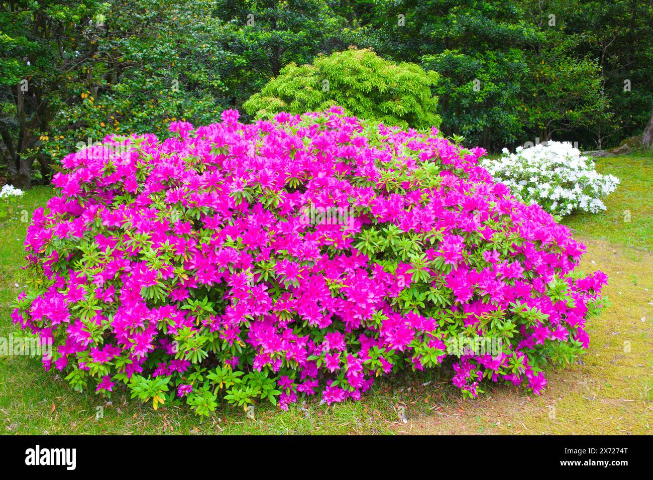 Japan, Kyoto, Imperial Palace, Sento Palace, garden, azaleas Stock ...