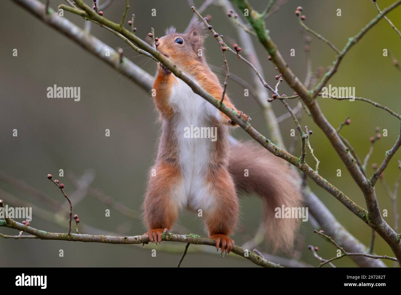 Red Squirrel (Sciurus vulgaris) collecting nesting material in the Lake ...