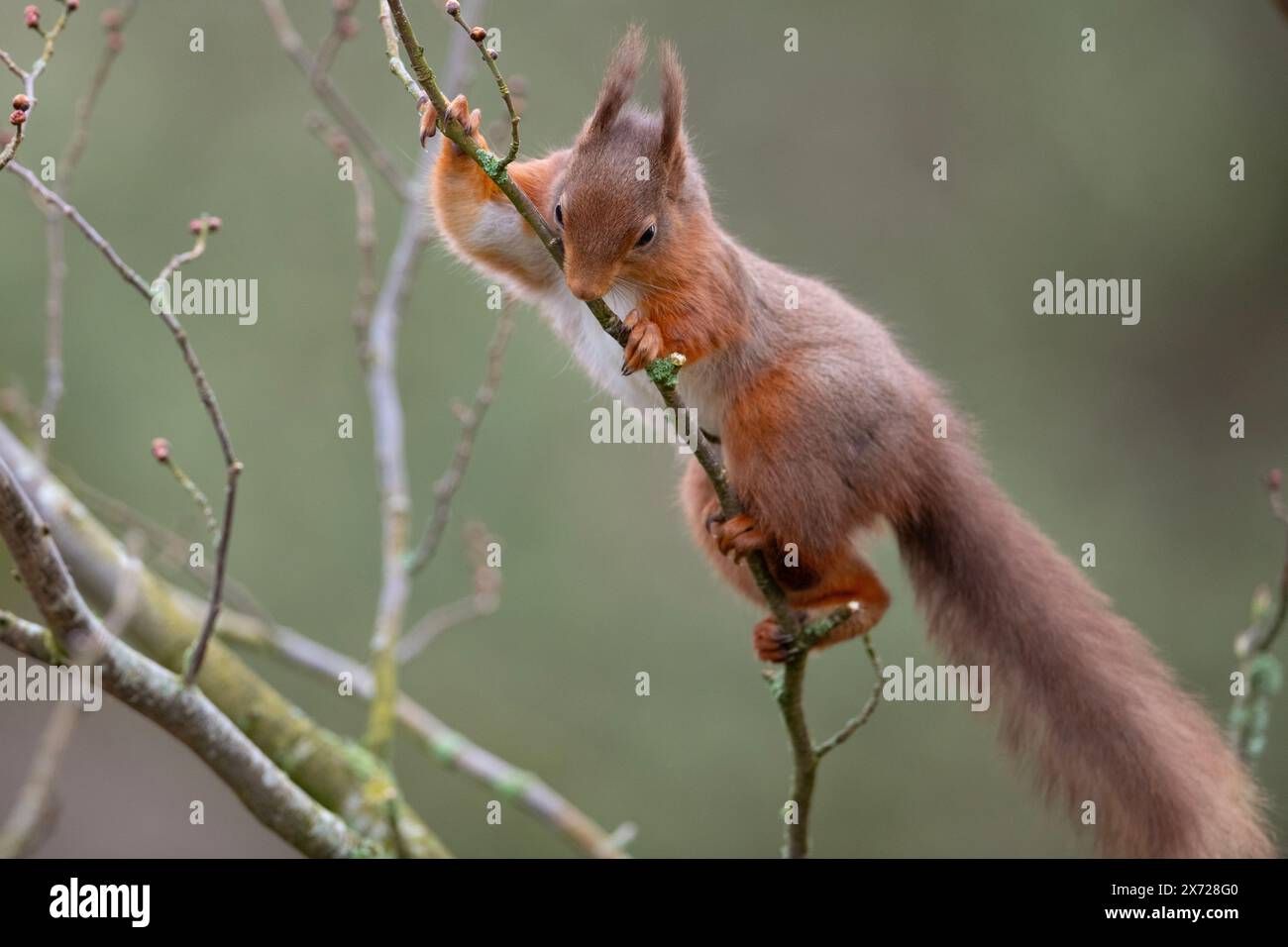 Red Squirrel (Sciurus vulgaris) collecting nesting material in the Lake ...