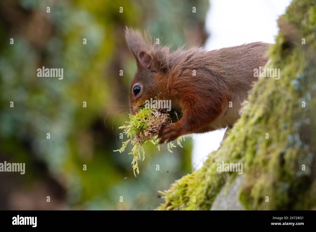 Red Squirrel (Sciurus vulgaris) collecting nesting material in the Lake ...