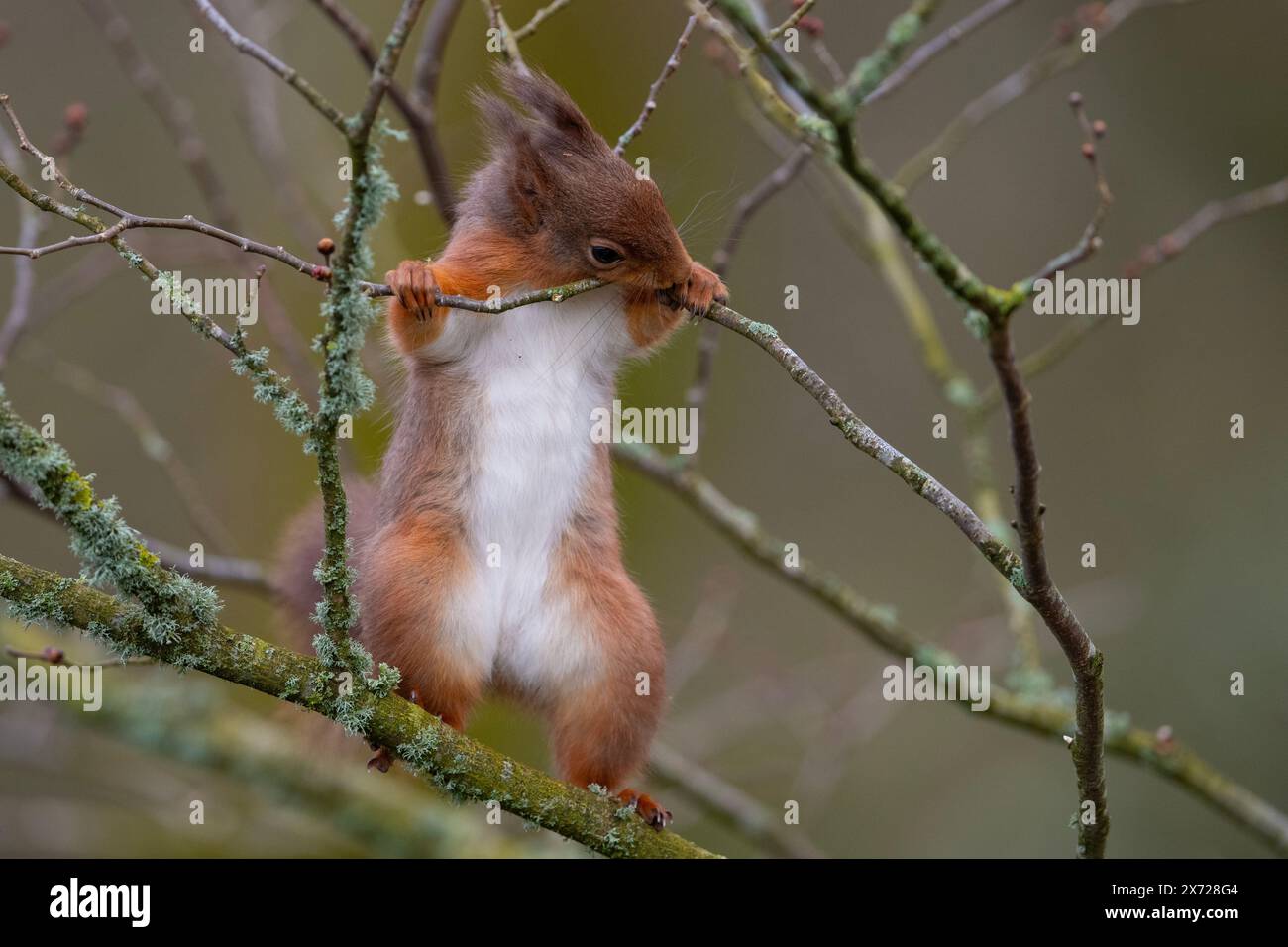 Red Squirrel (Sciurus vulgaris) collecting nesting material in the Lake ...