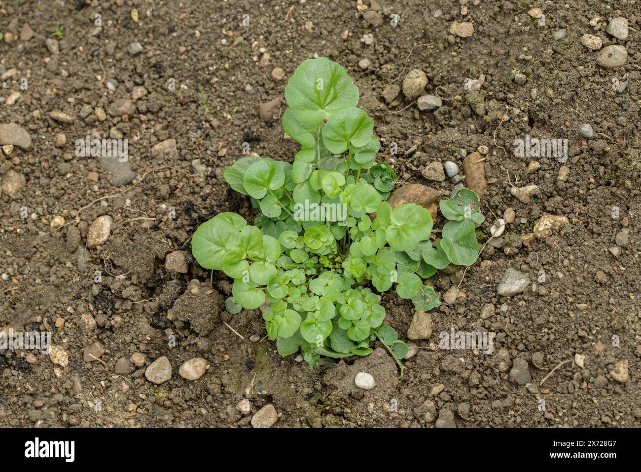 Plant rosette of a mayflower (Cardamine pratensis). Early growth stage ...